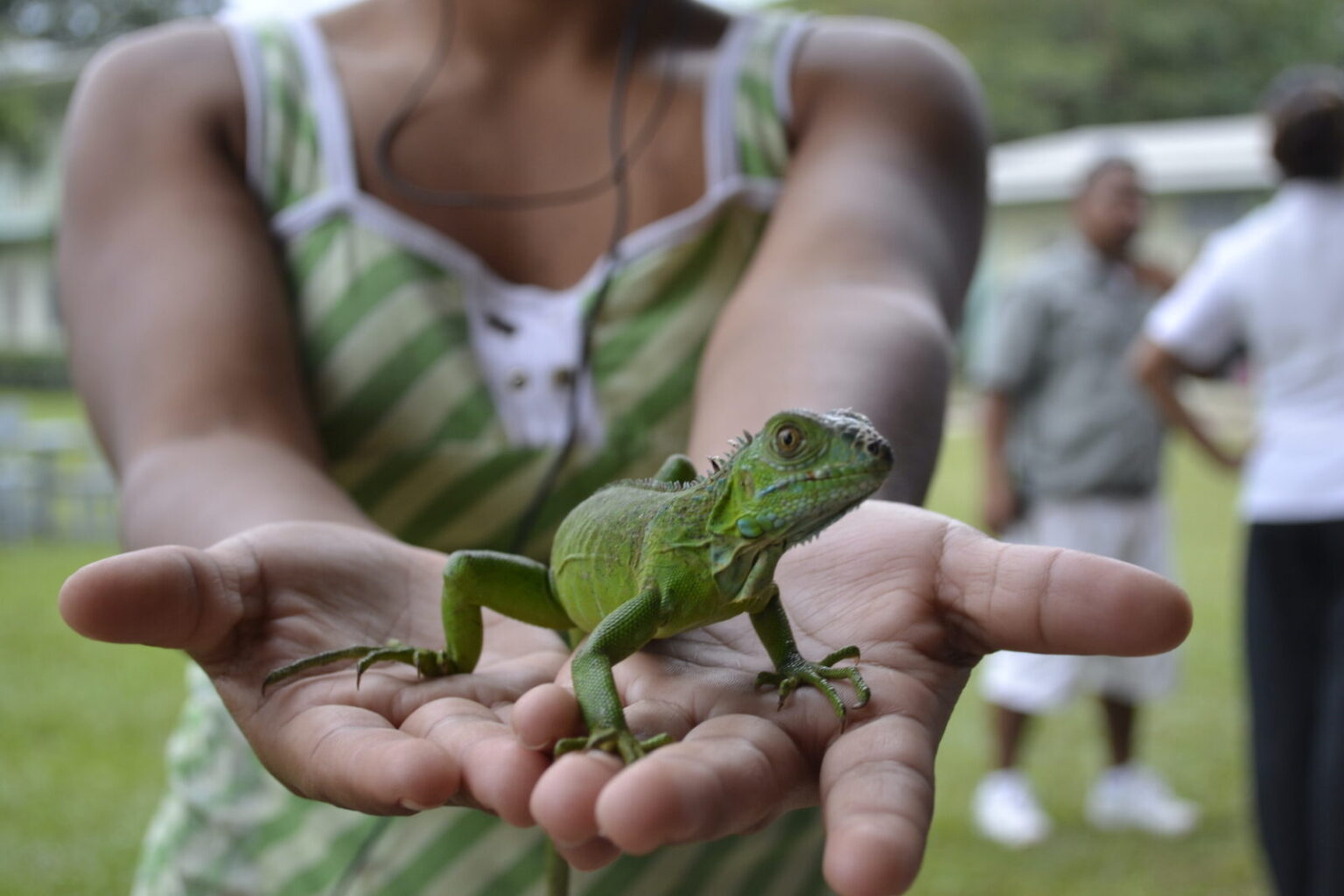 Belize Wildlife: Top 10 Animals found in Belize