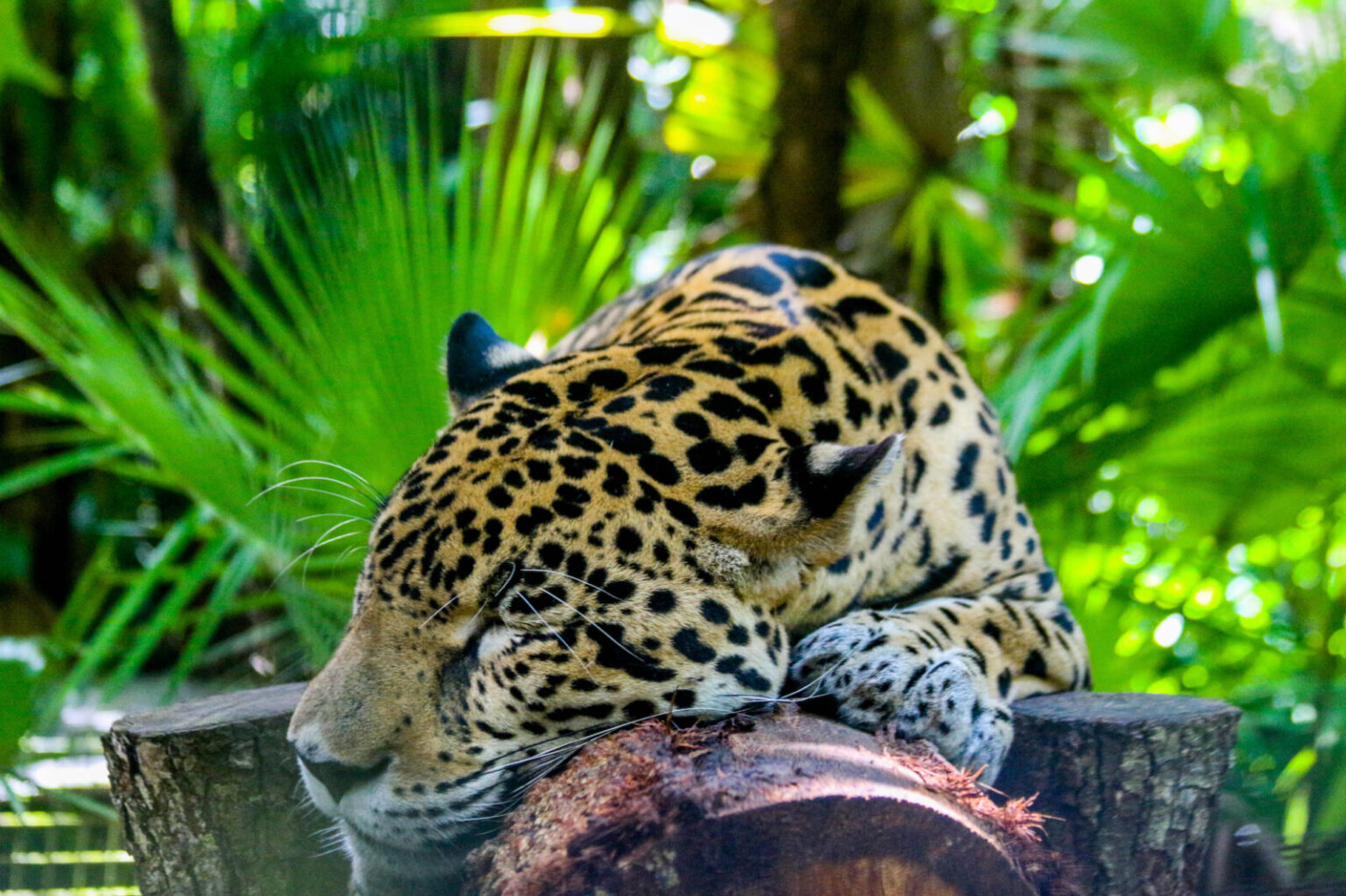 Belize Wildlife: Top 10 Animals found in Belize